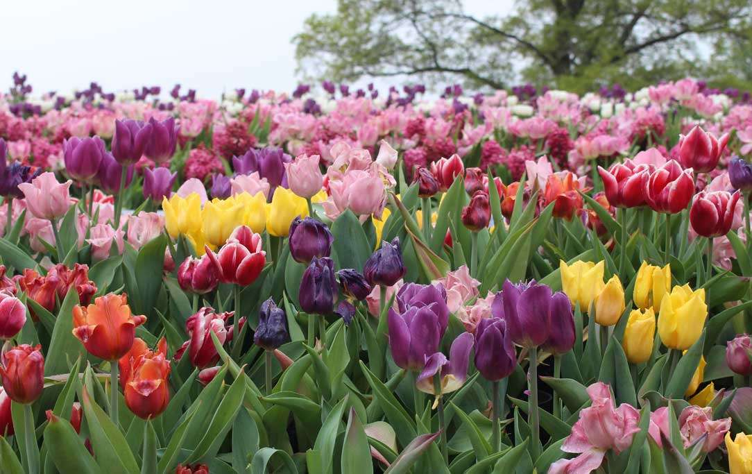 Best Place to See Tulips in Holland, Michigan, 2025