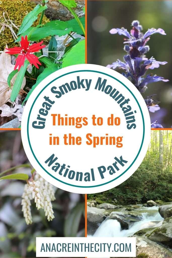 Great Smoky Mountains in the Spring: A Comprehensive Guide