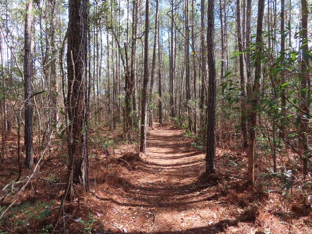 13 Charleston SC Hikes: A Guide to the Best Trails and Views